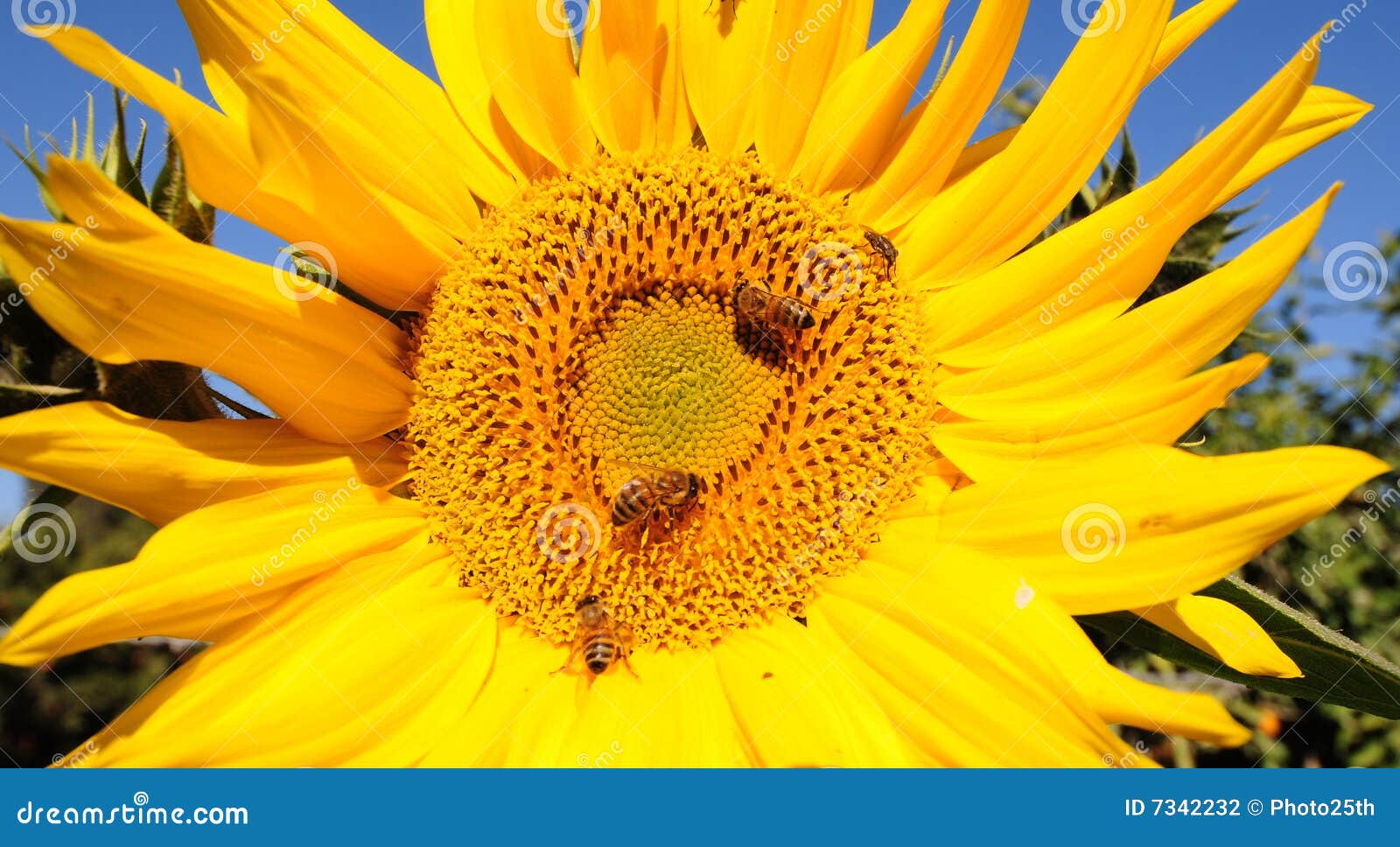 Biene und Sonnenblume stockfoto. Bild von bauernhof, betrieb - 7342232