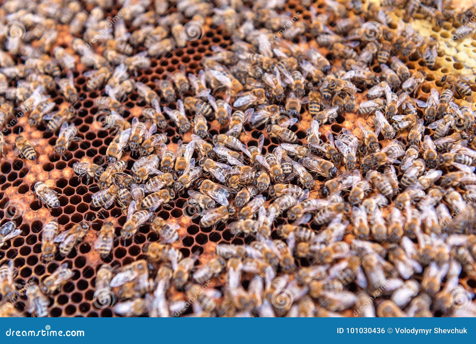 Bienen auf Bienenwabe stockfoto. Bild von hintergründe - 101030436