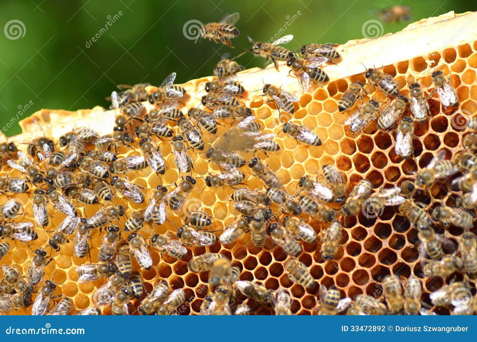 Bienen auf Bienenwabe stockfoto. Bild von landwirtschaft - 33472892