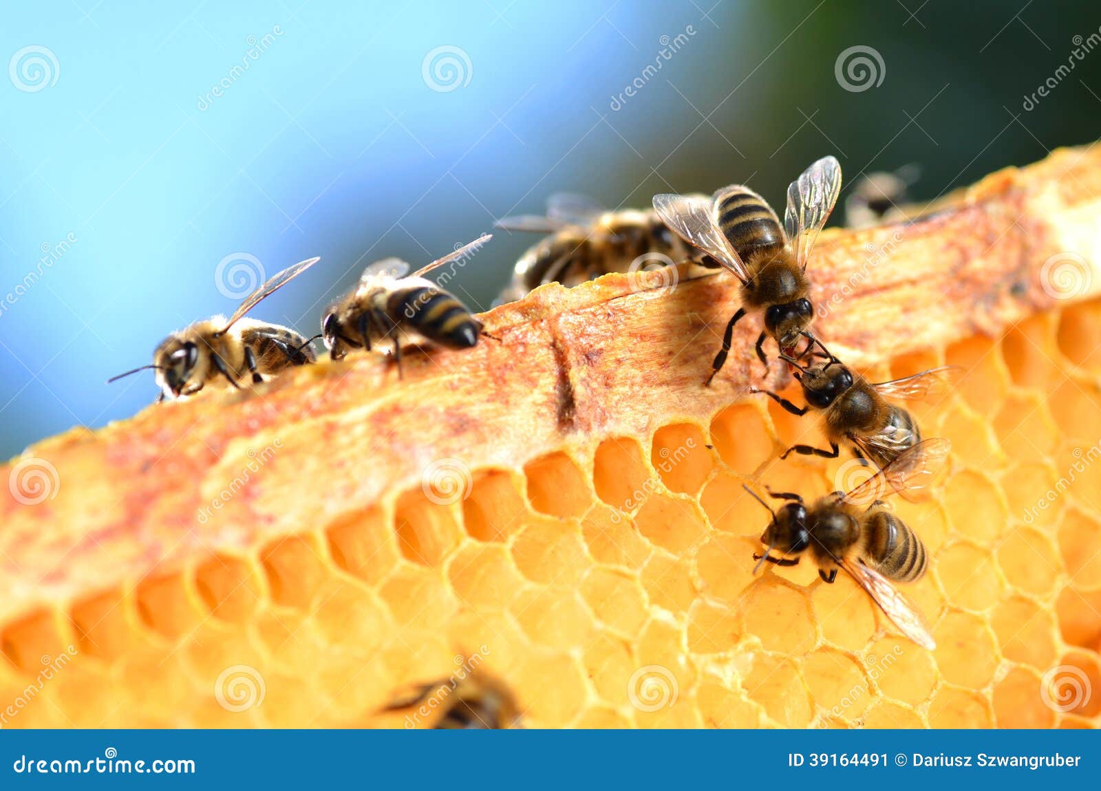 Bienen auf Bienenwabe stockbild. Bild von hintergrund - 39164491