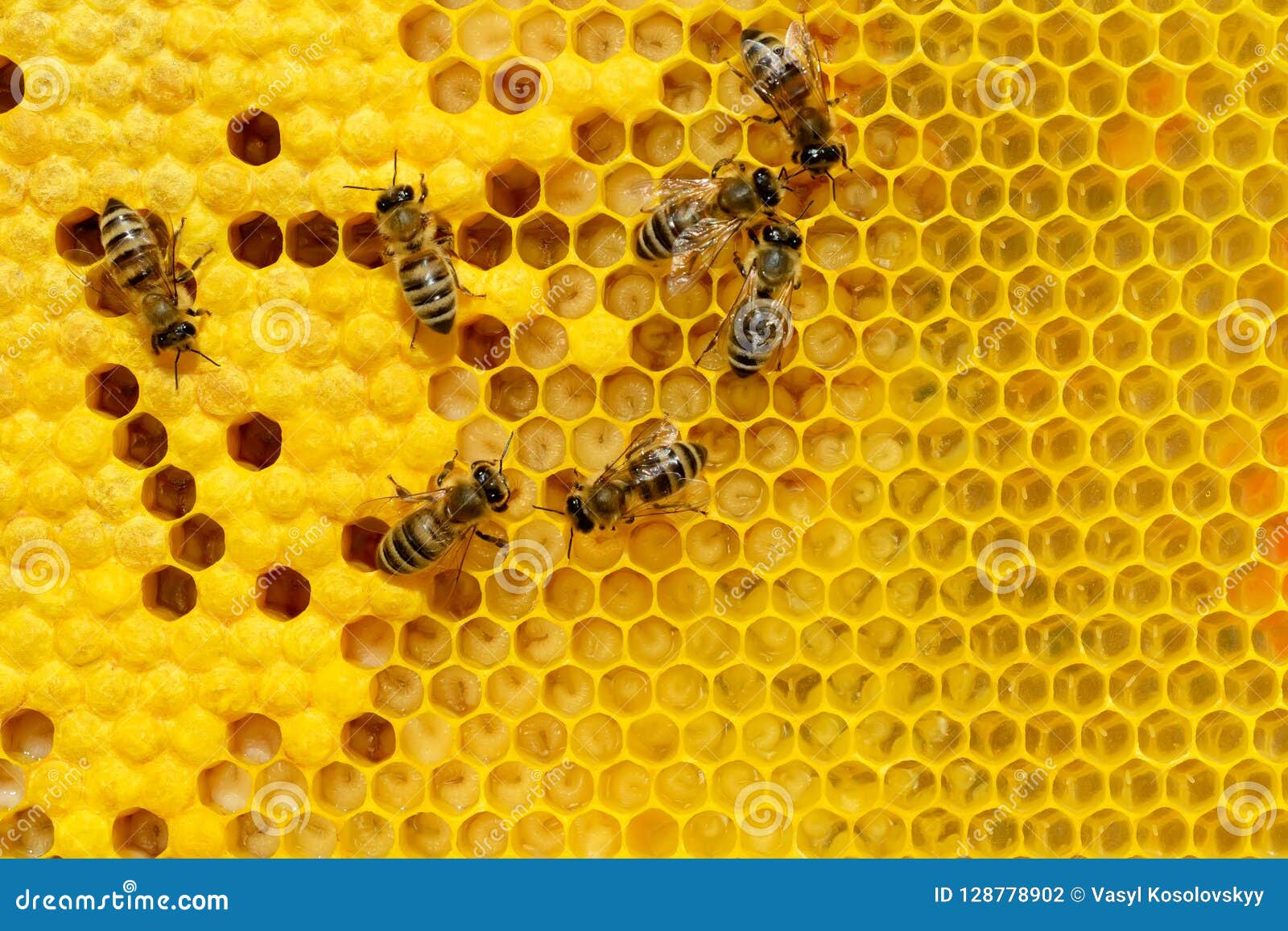 Bienen Auf Einer Zelle Mit Larven Bienen-Brut Stockfoto - Bild von ...
