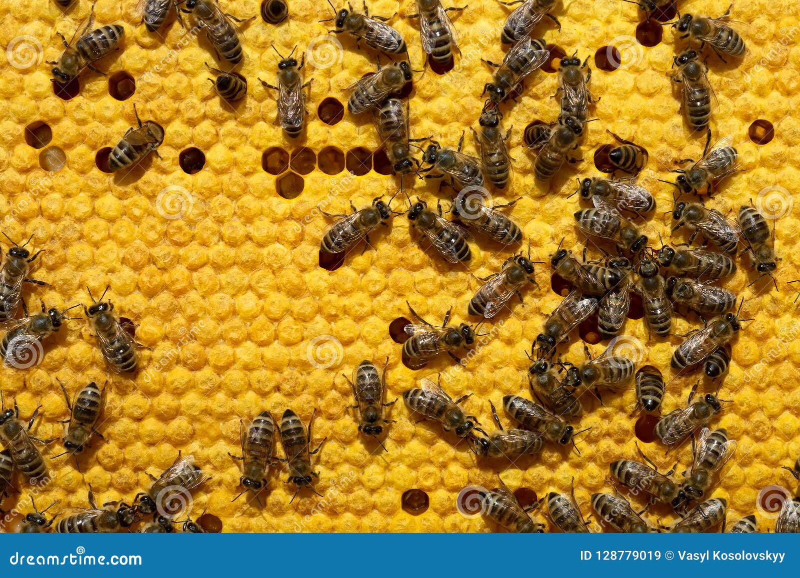 Bienen Auf Einer Zelle Mit Larven Bienen-Brut Stockbild - Bild von ...