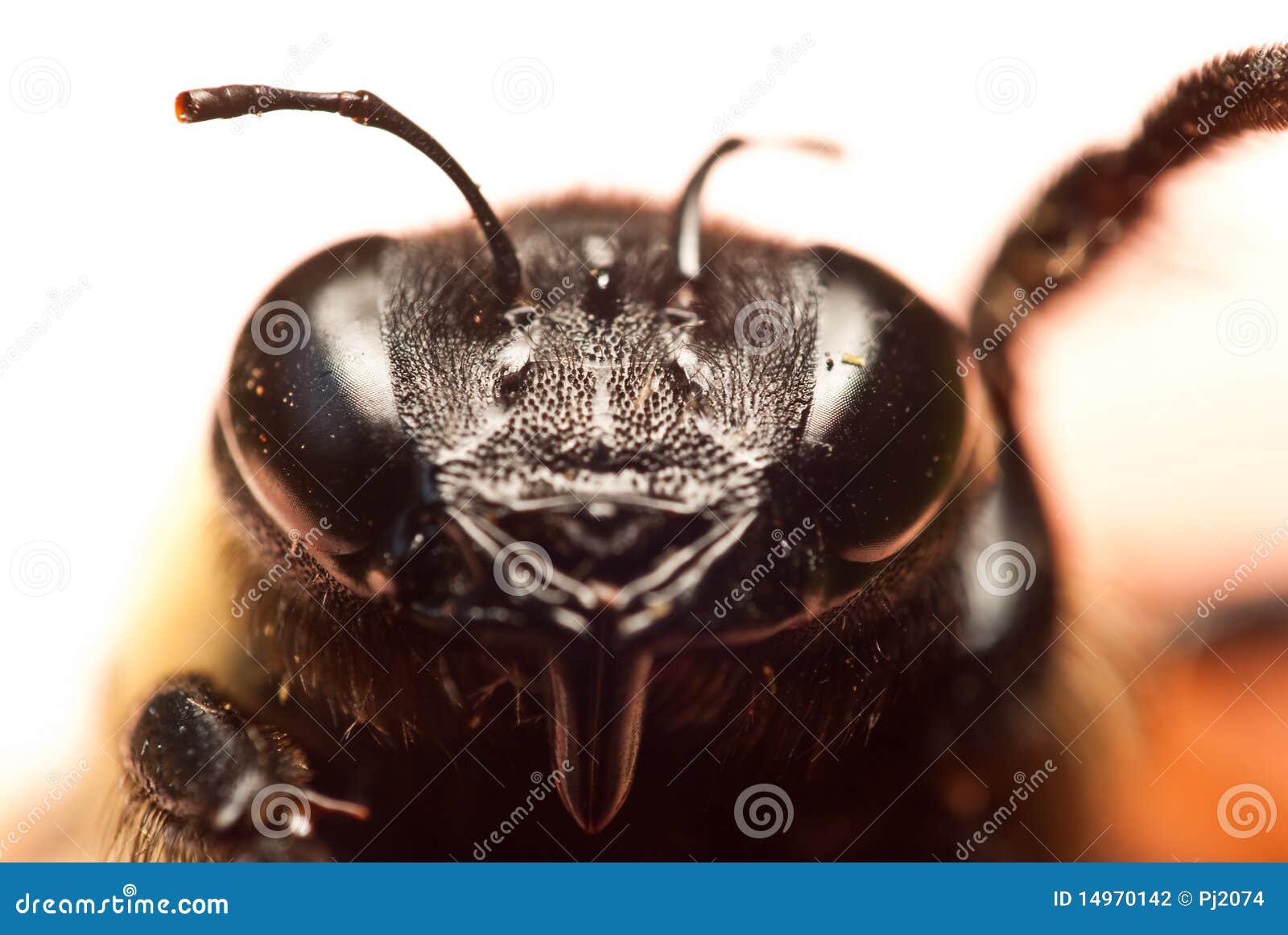 Bienen-Gesicht stockfoto. Bild von tier, wald, tiere - 14970142