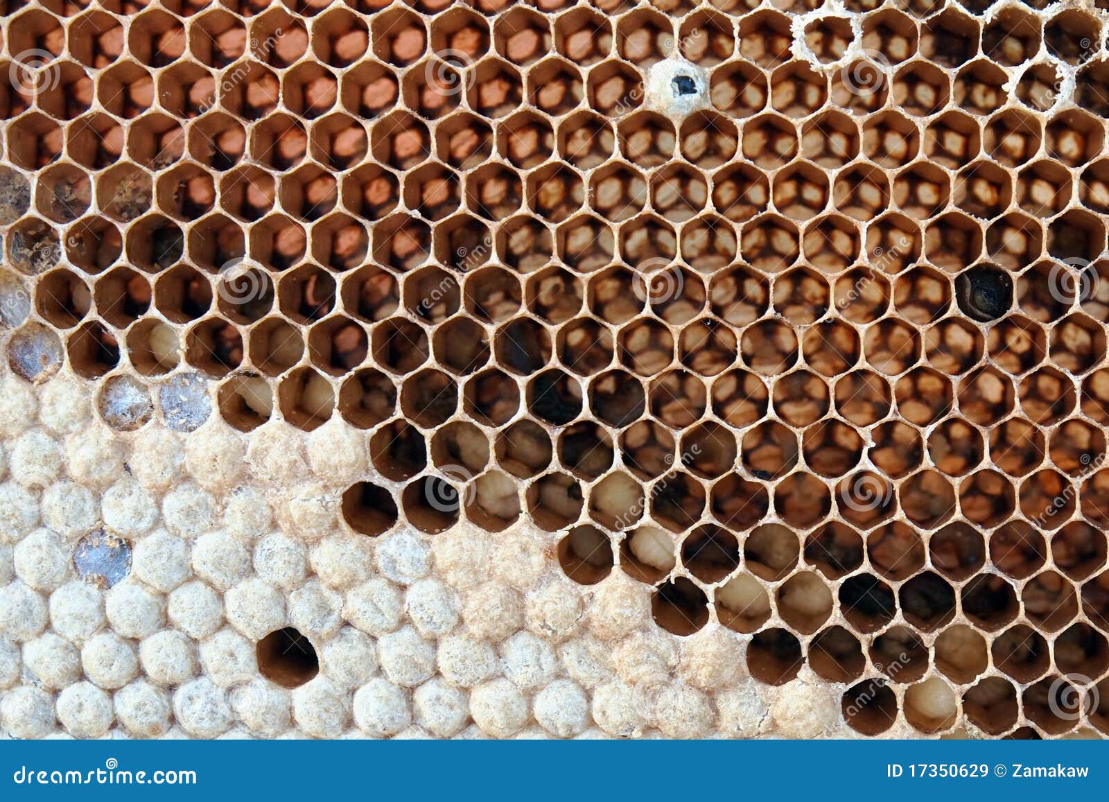 Bienenwabe stockbild. Bild von biene, bienenstock, nest - 17350629