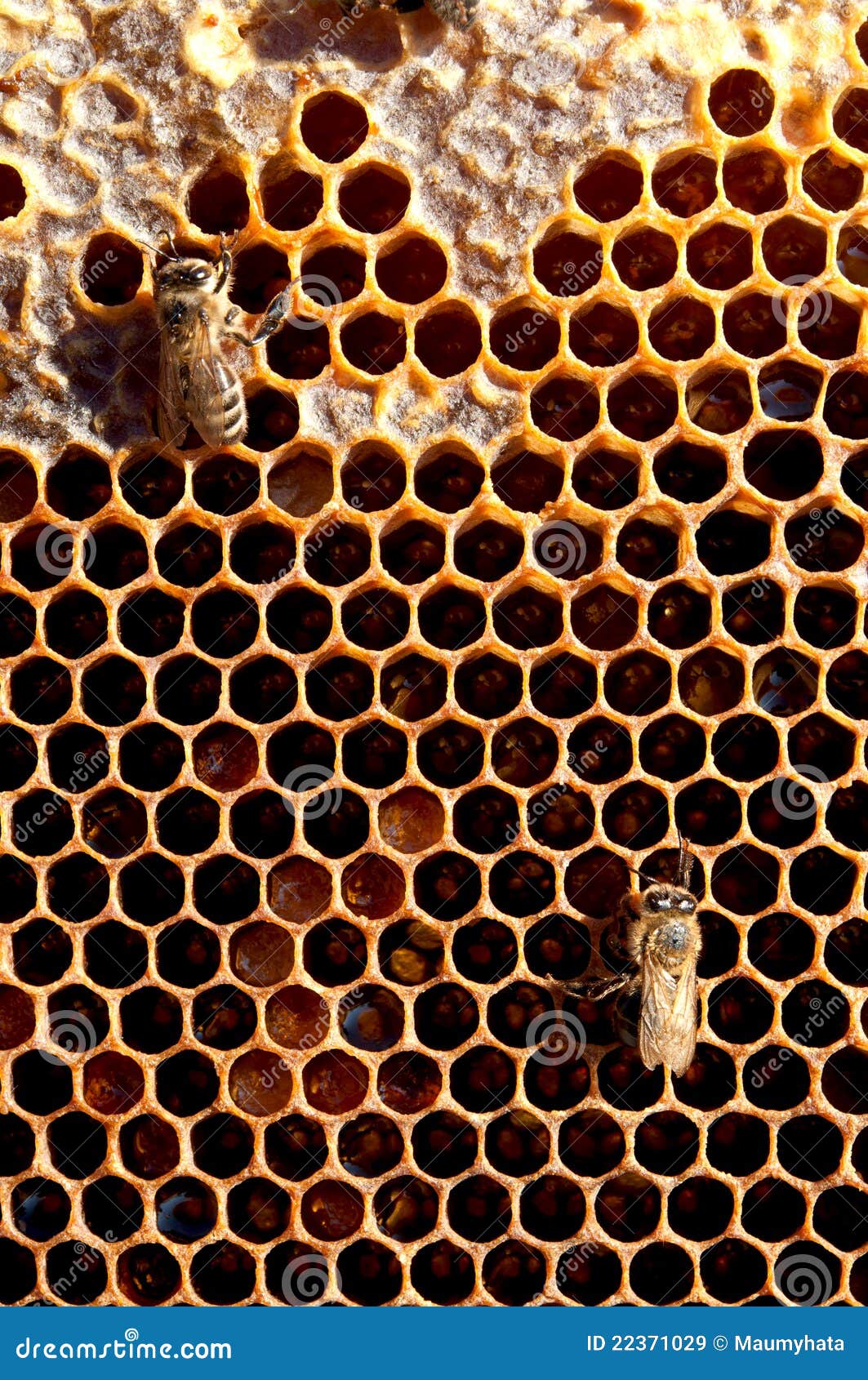Bienenwabe stockbild. Bild von garten, farbe, tier, park - 22371029