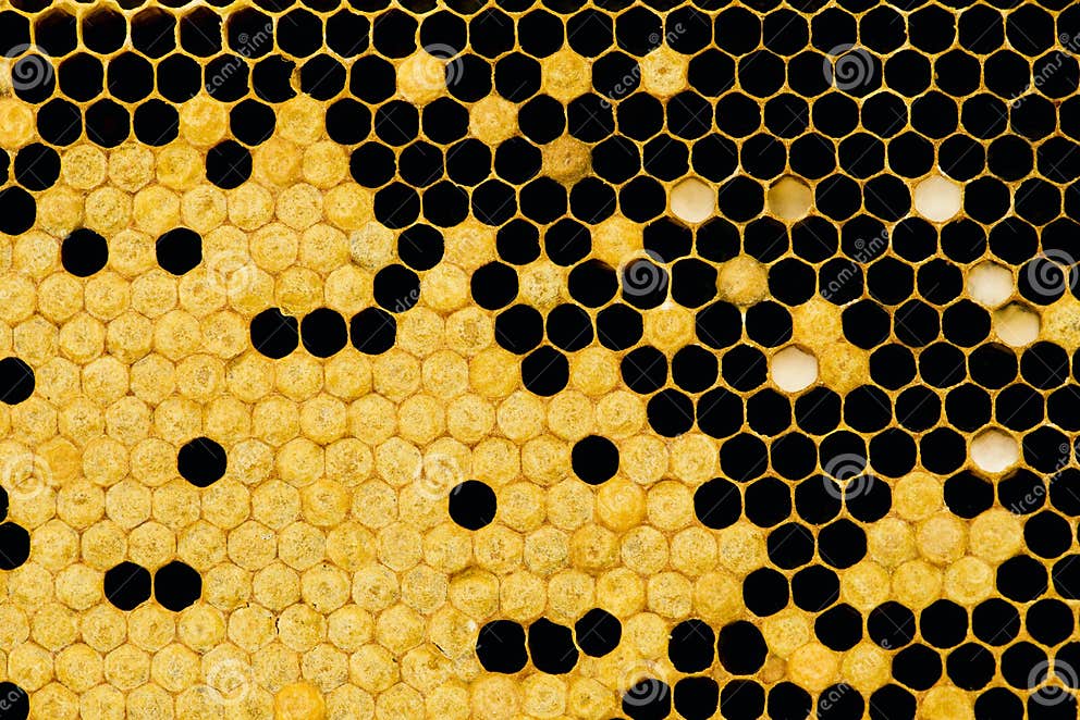 Bienenwabe stockfoto. Bild von organisation, bienenwabe - 28455104