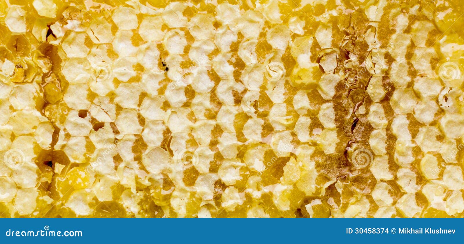 Bienenwabe stockfoto. Bild von nahaufnahme, stamm, bienenwabe - 30458374