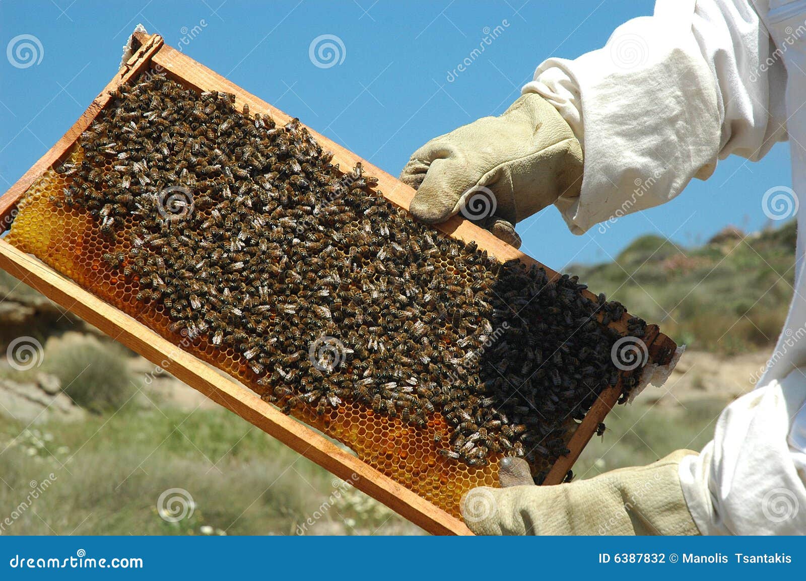 BIENENWABE stockfoto. Bild von bestäubung, larve, frucht - 6387832