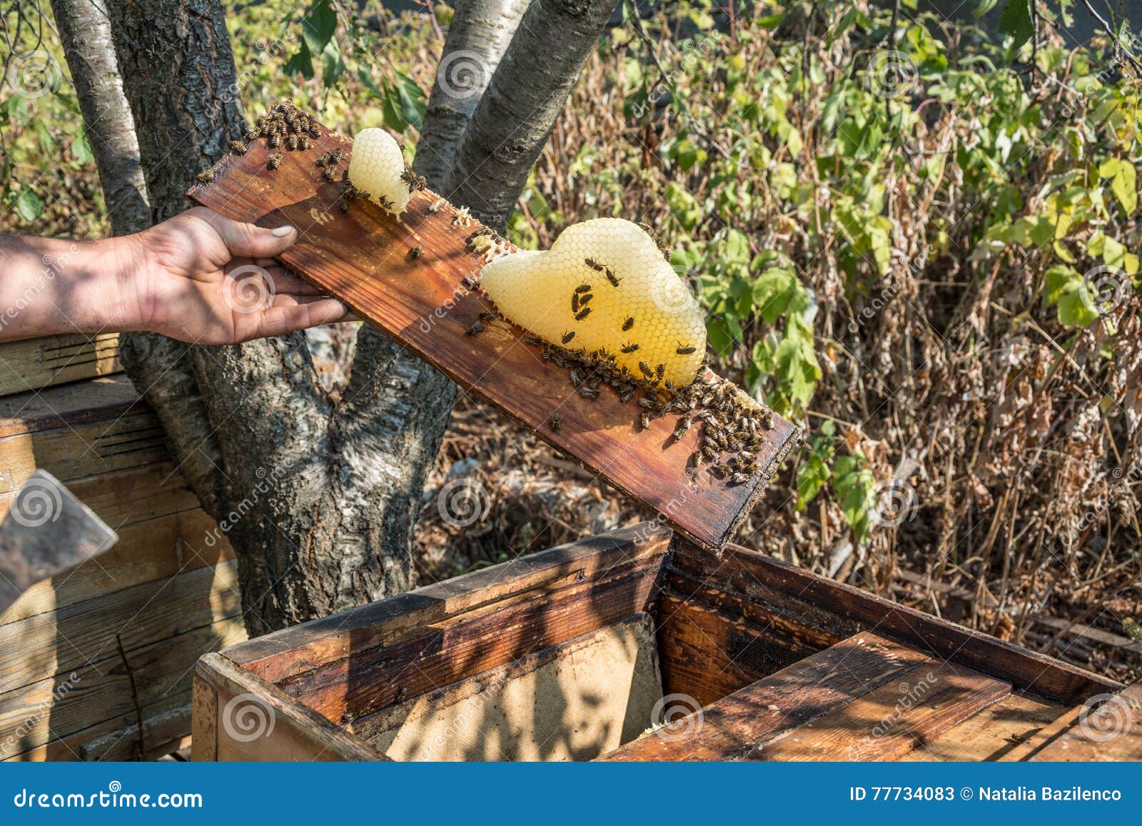 Bienenwabe stockbild. Bild von gesund, block, erhaltung - 77734083