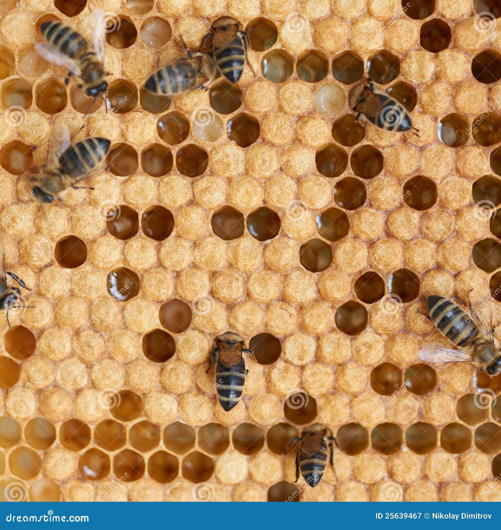 Bienenwabe und Bienen stockbild. Bild von biene, essen - 25639467