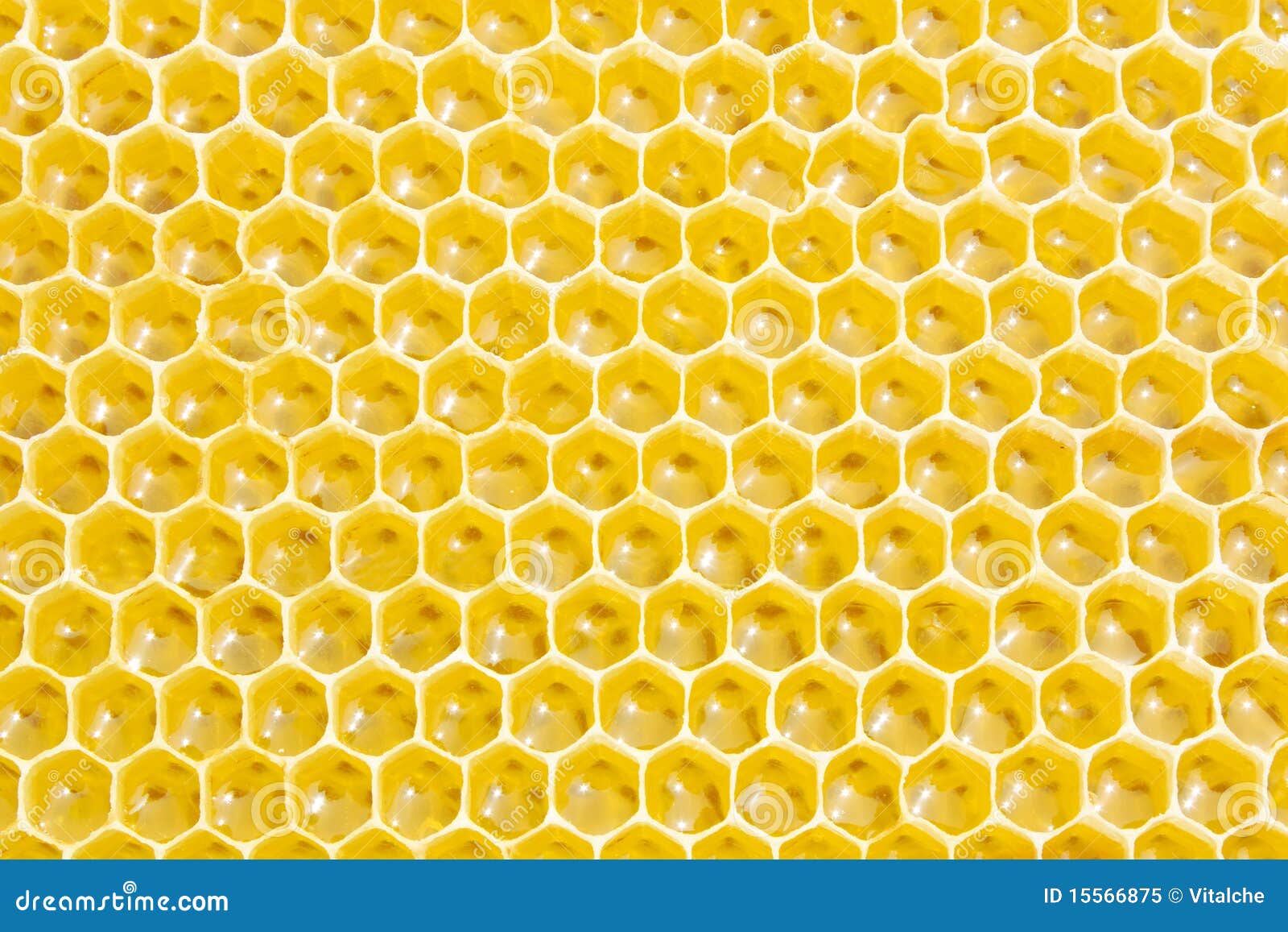Bienenwaben stockbild. Bild von zelle, bienenwabe, gesund - 15566875