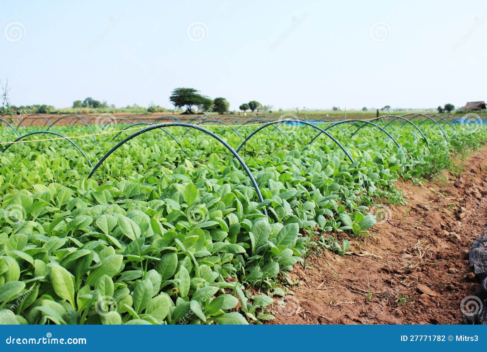 Biennial vegetable crops stock photo. Image of cloud - 27771782