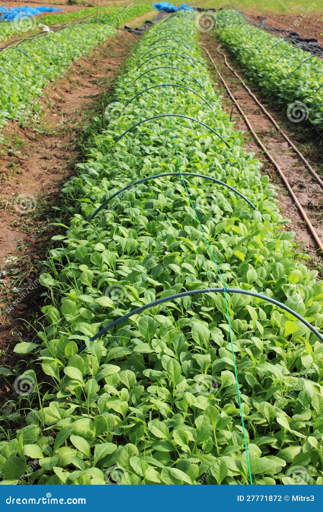 Biennial vegetable crops stock photo. Image of plant - 27771872
