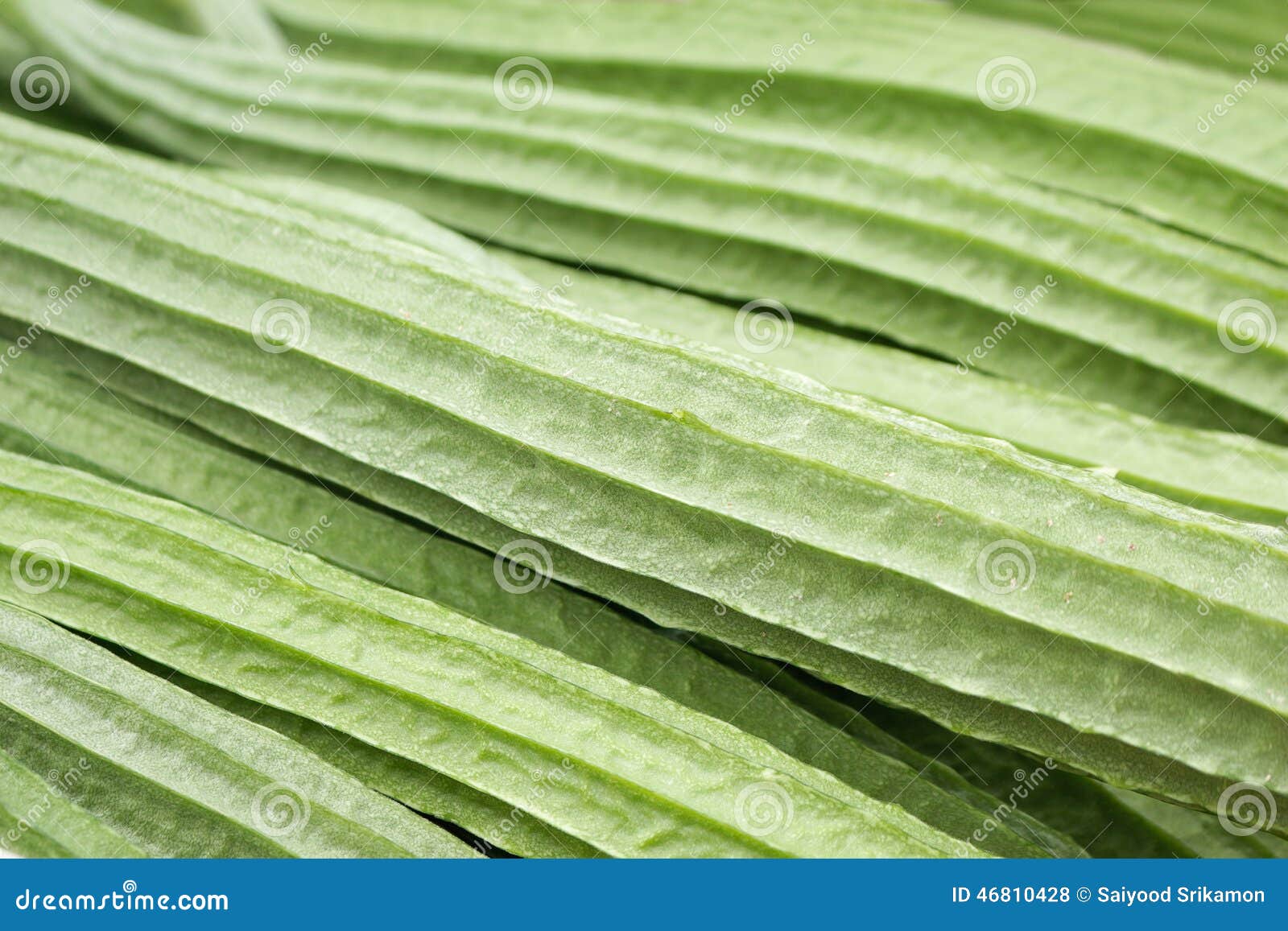 Biennial vegetable stock photo. Image of plants, garden - 46810428