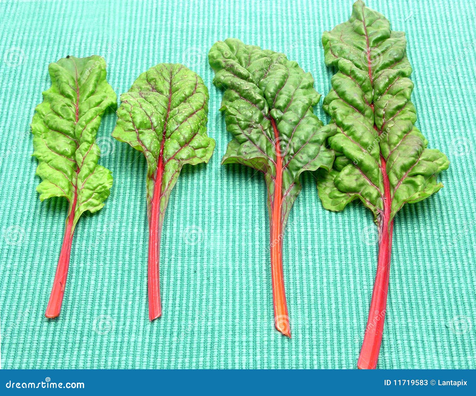 Bietola Da Coste Staccata Rossa Quattro Immagine Stock - Immagine di ...