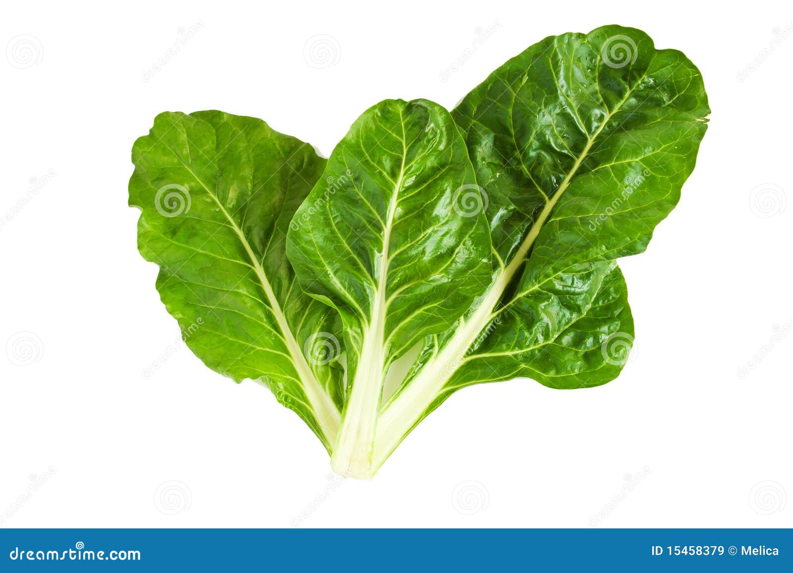 Bietola da coste svizzera immagine stock. Immagine di pianta - 15458379