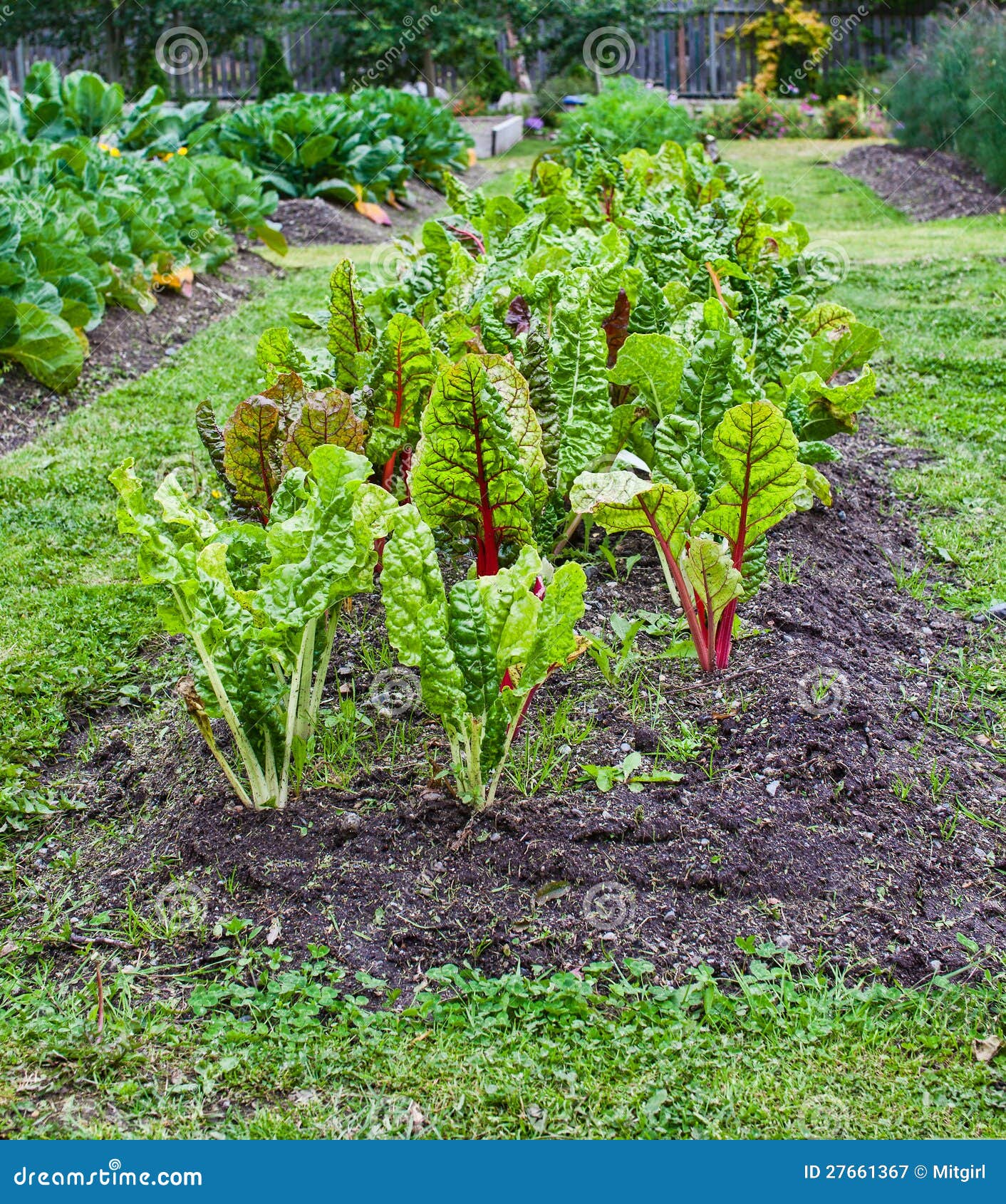 Bietola Da Coste Svizzera Del Gambo Rosso E Verde Immagine Stock ...