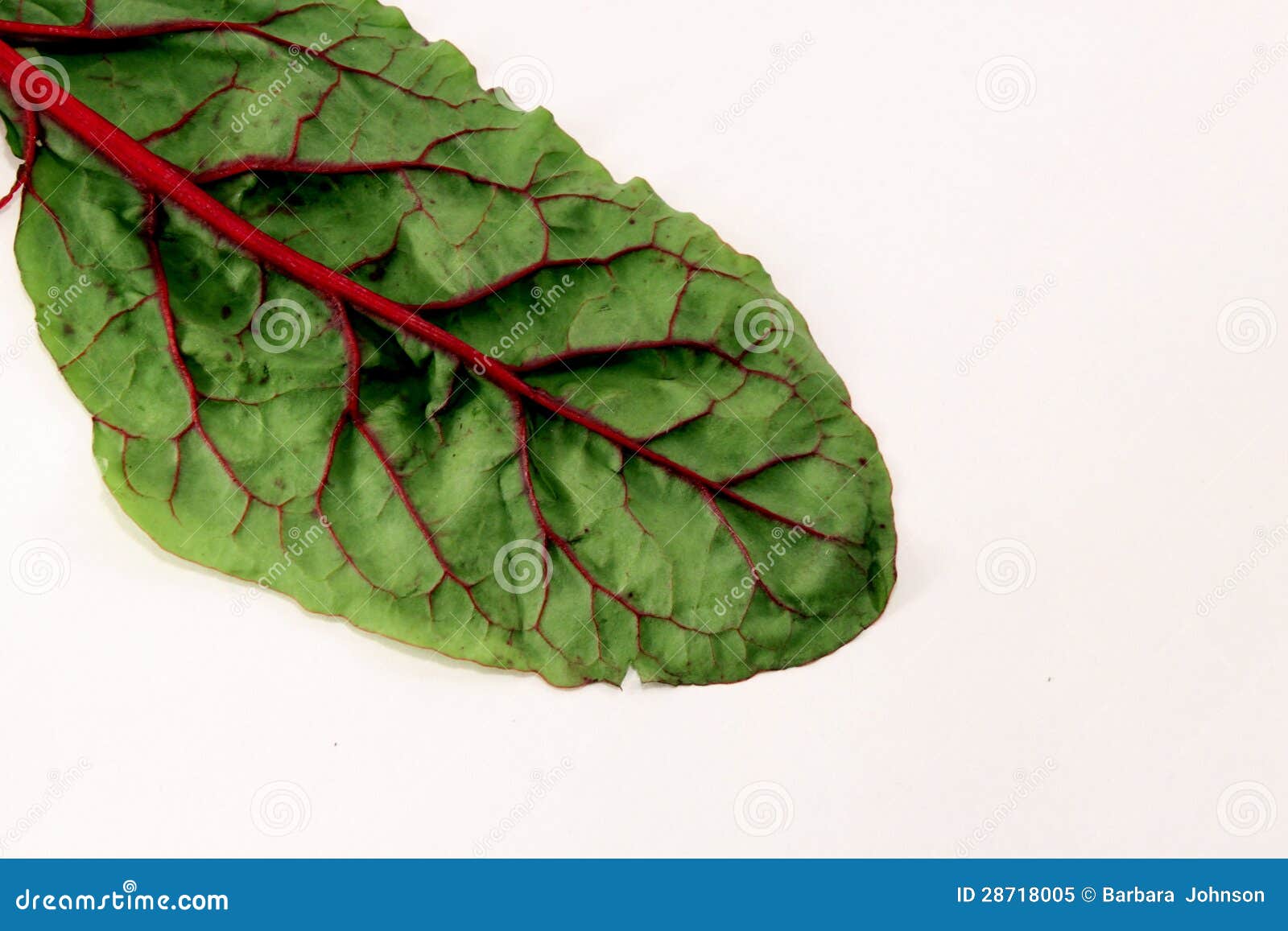 Bietola Da Coste Svizzera Rossa Immagine Stock - Immagine di rosso ...