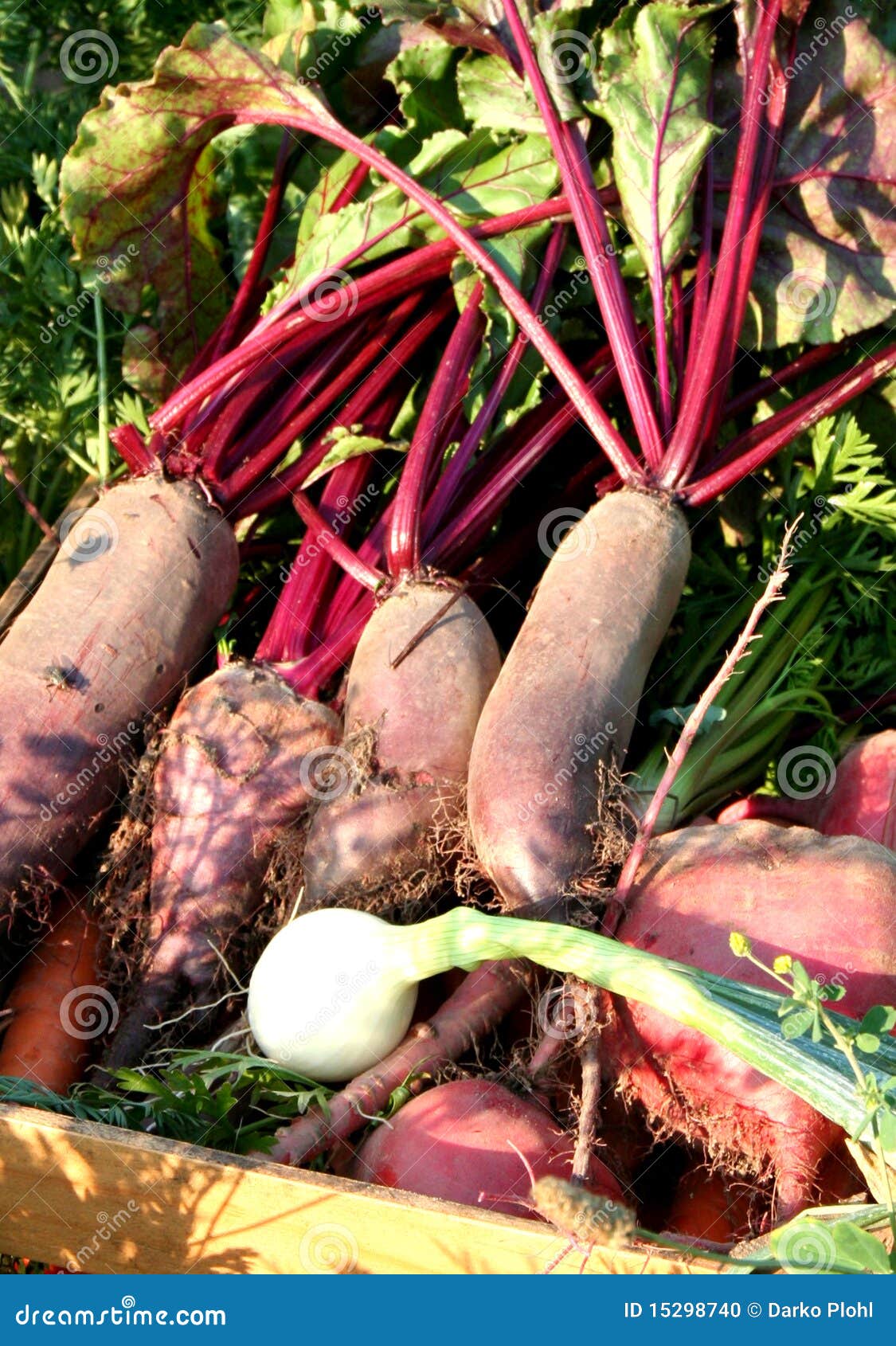 Bietola rossa fotografia stock. Immagine di rosa, salute - 15298740