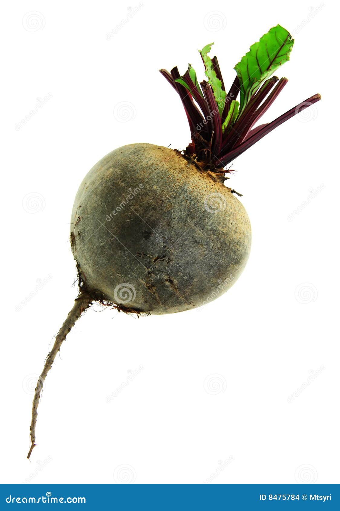 Bietola Rossa (beta Vulgaris) Fotografia Stock - Immagine di gambo ...