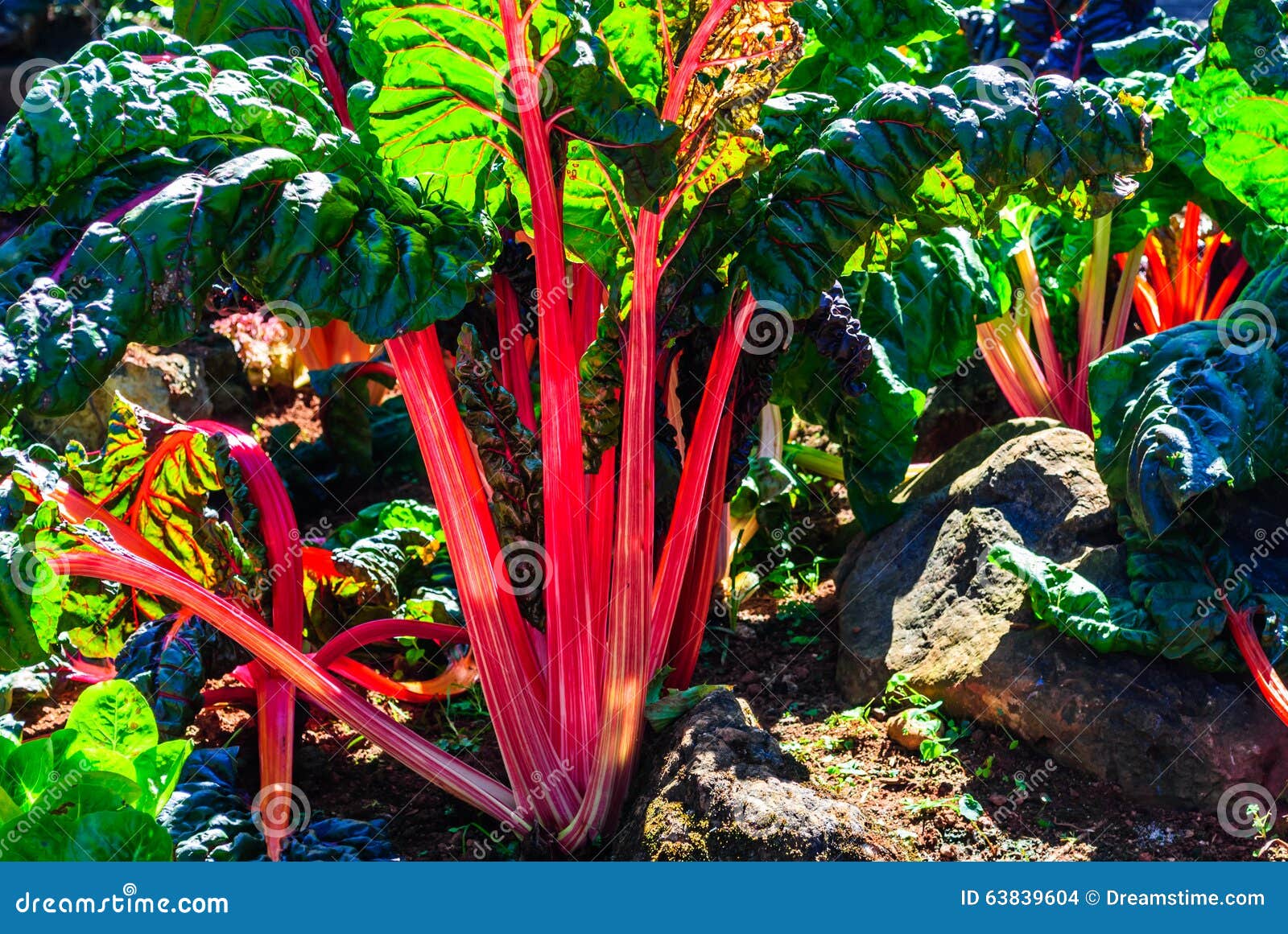 Bietola Rossa Che Cresce in Un Giardino Fotografia Stock - Immagine di ...