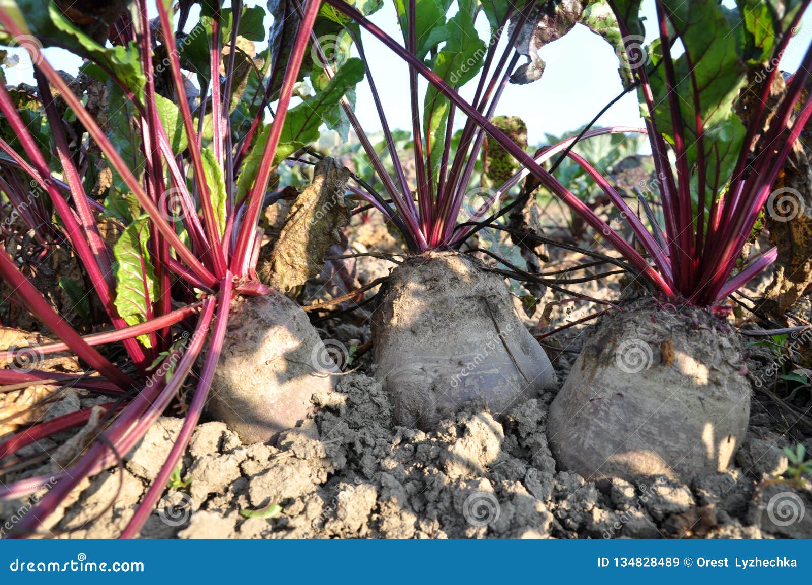 Bietola Rossa Nella Terra Aperta Immagine Stock - Immagine di ...