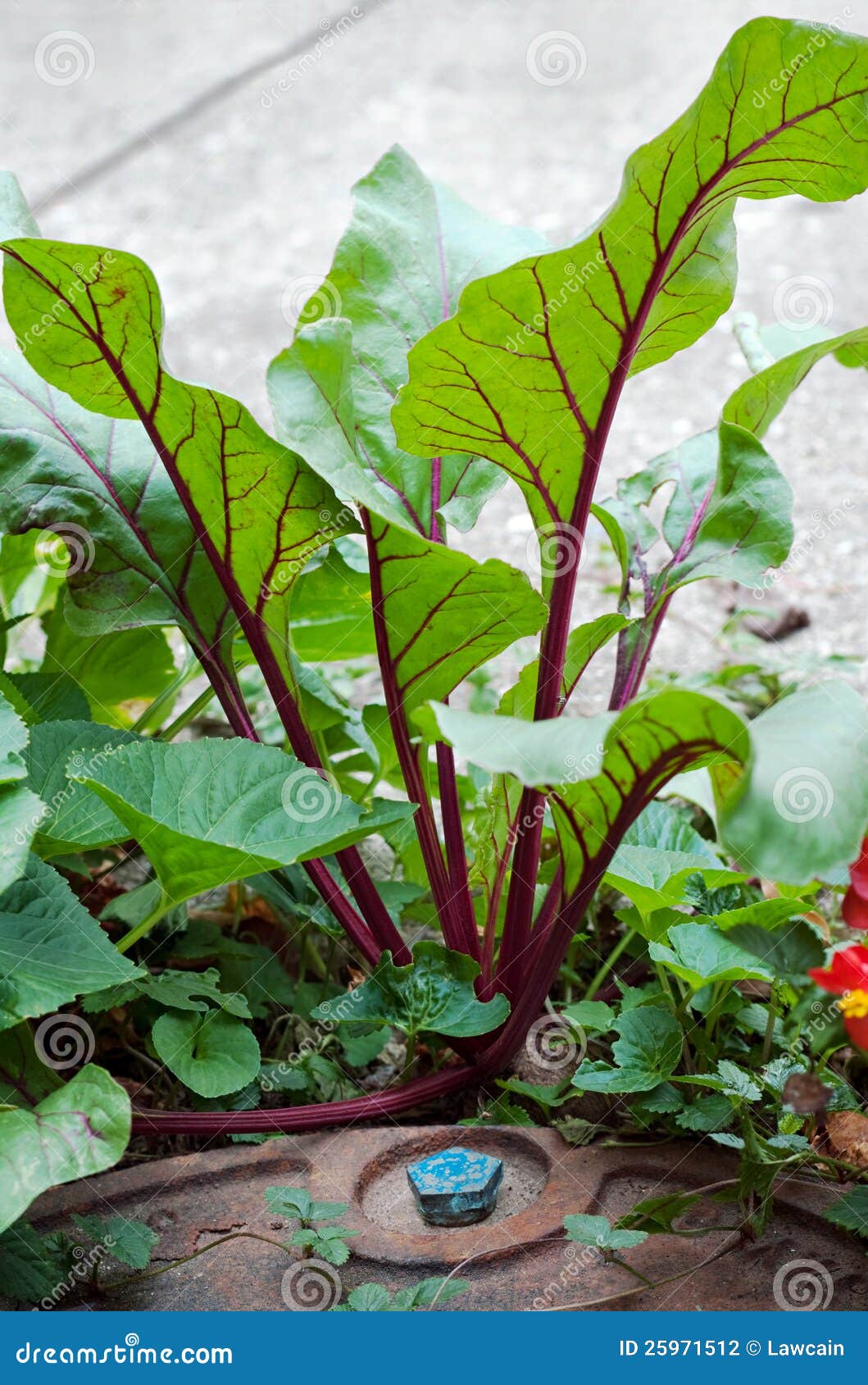 Bietola rossa urbana fotografia stock. Immagine di sano - 25971512