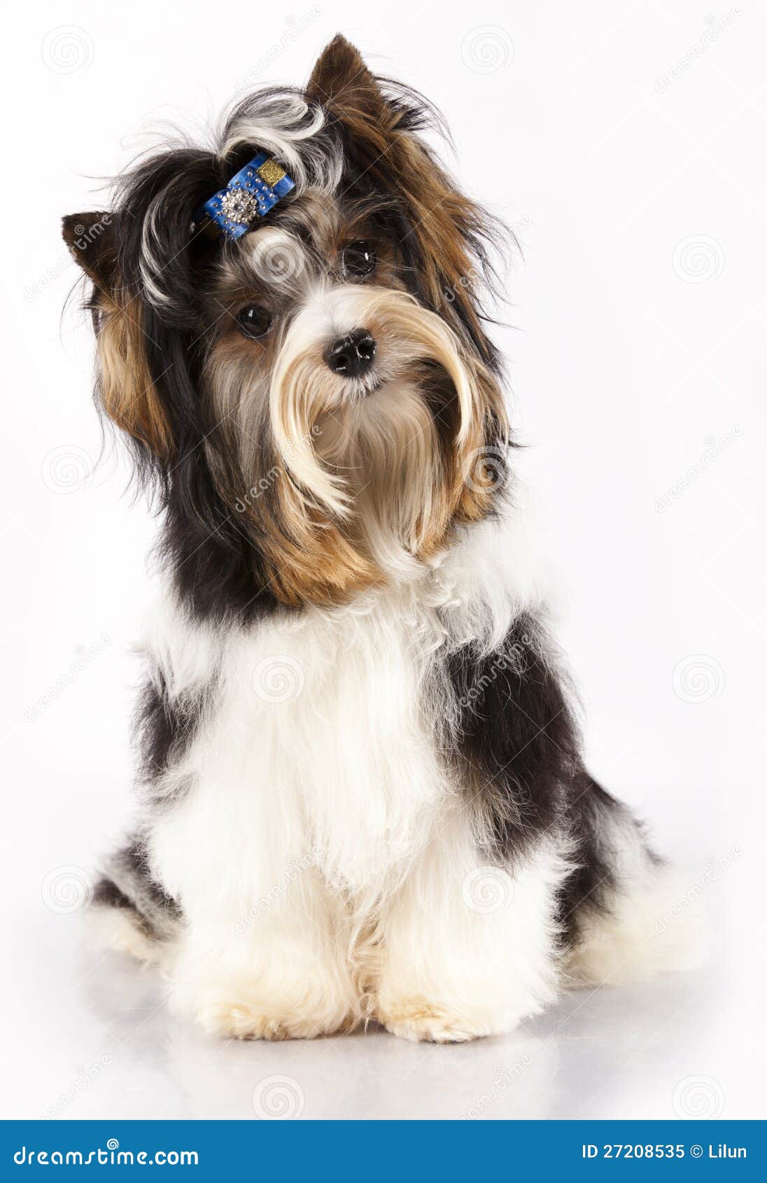 Biewer terrier dog stock image. Image of loyal, autumn - 27208535