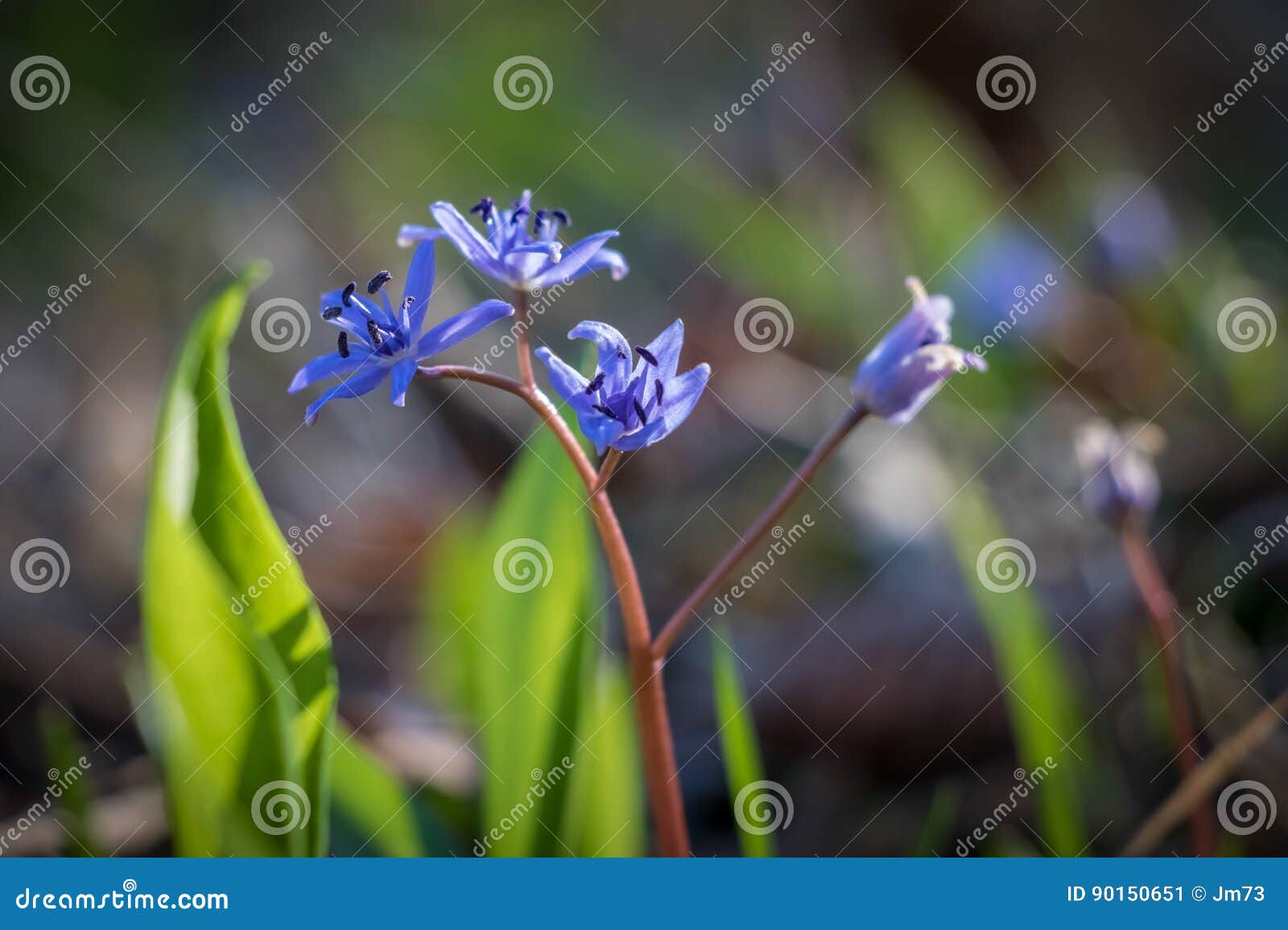 Bifolia De Scilla Connu Sous Le Nom De Scille Alpine Image stock ...