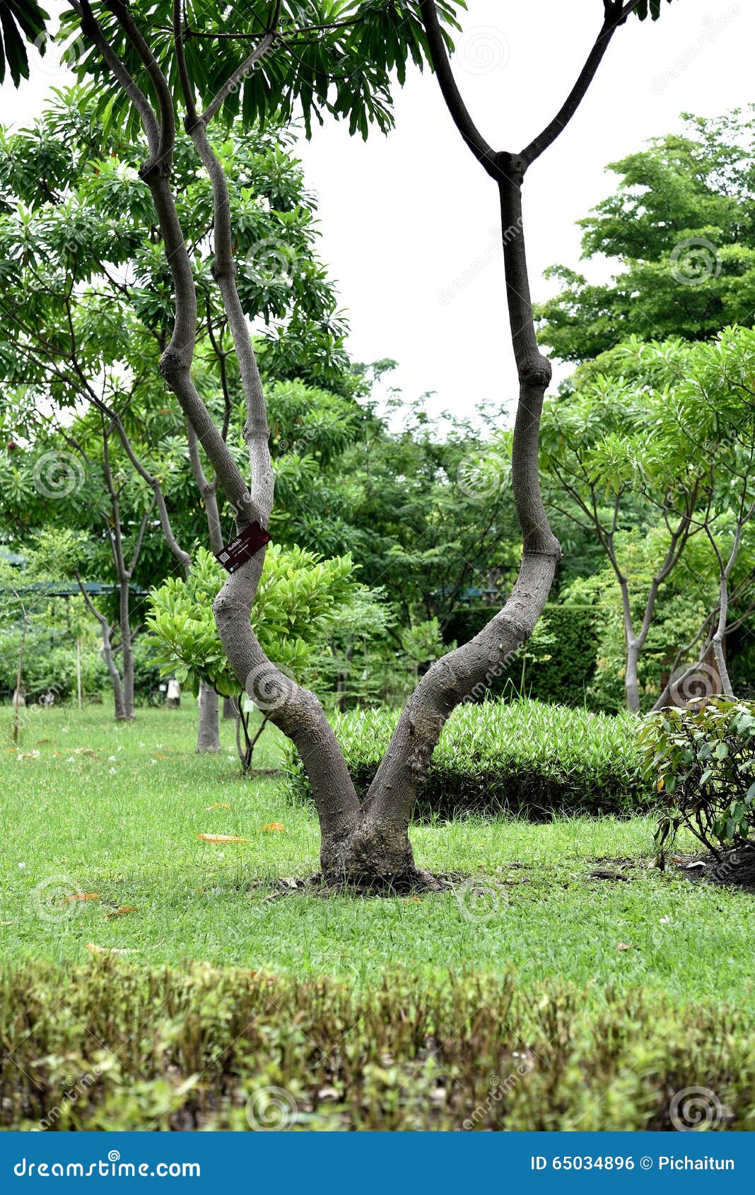 Bifurcated trunks stock photo. Image of bifurcate, public - 65034896