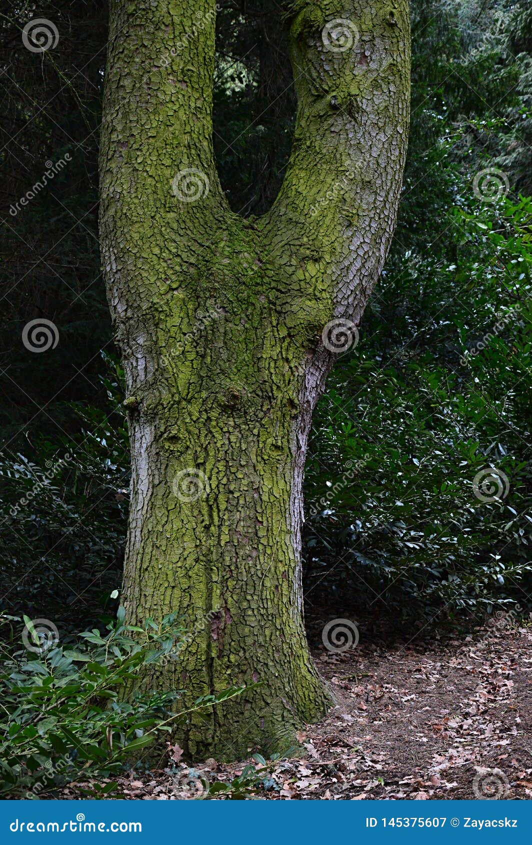 Bifurcation or Tree Fork of Broadleaf Tree Trunk Stock Image - Image of ...