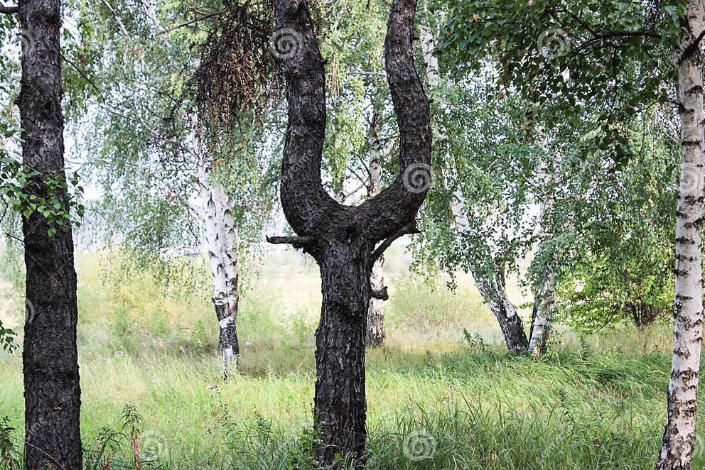 Unusual Bifurcation of a Trunk Stock Image - Image of coniferous, color ...