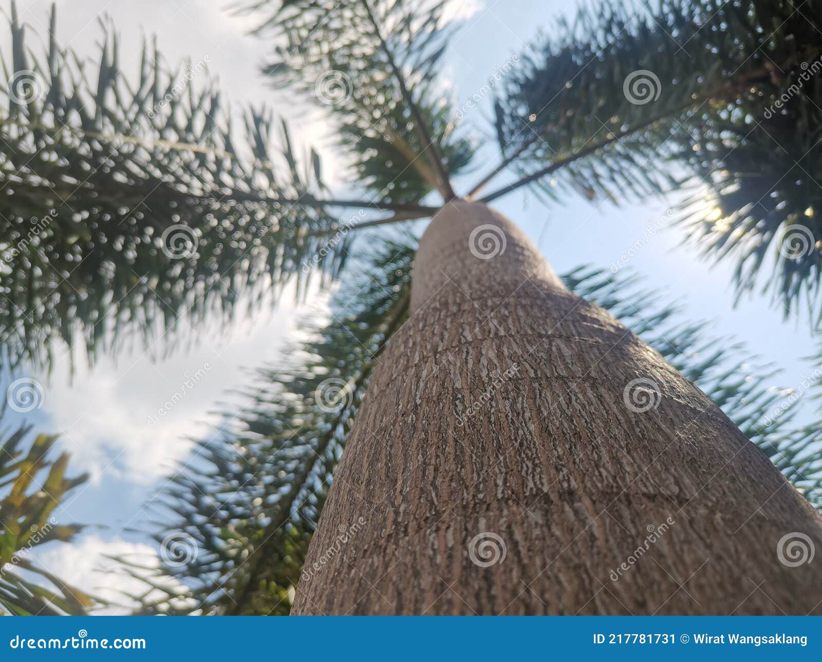 Bigâ€‹ betelâ€‹ tree. stock image. Image of tree, thorns - 217781731