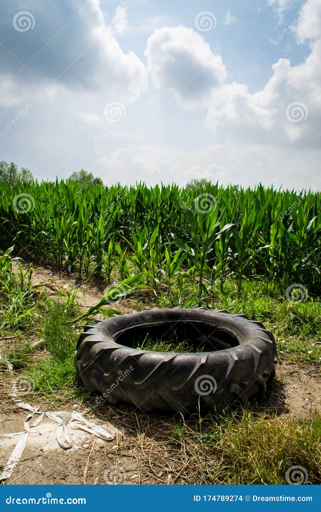 The tire in the field stock photo. Image of farmland - 174789274