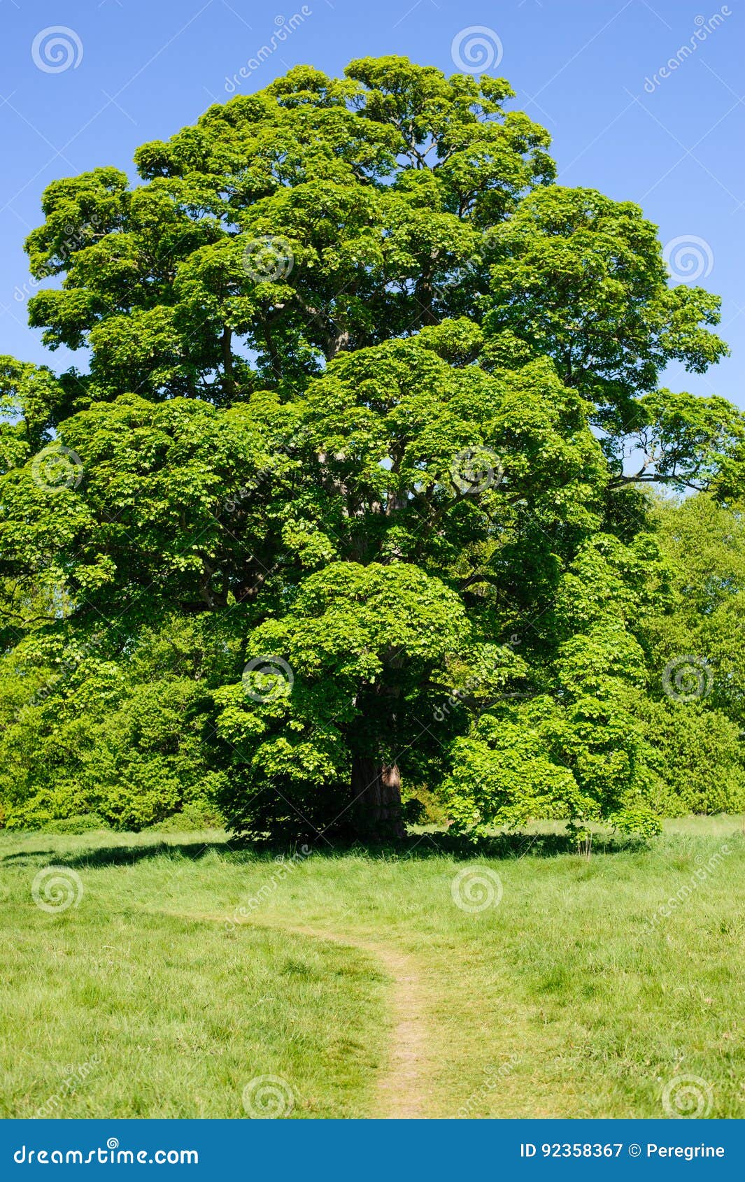 Big Acer Tree on a Sunny Day Stock Image - Image of green, garden: 92358367