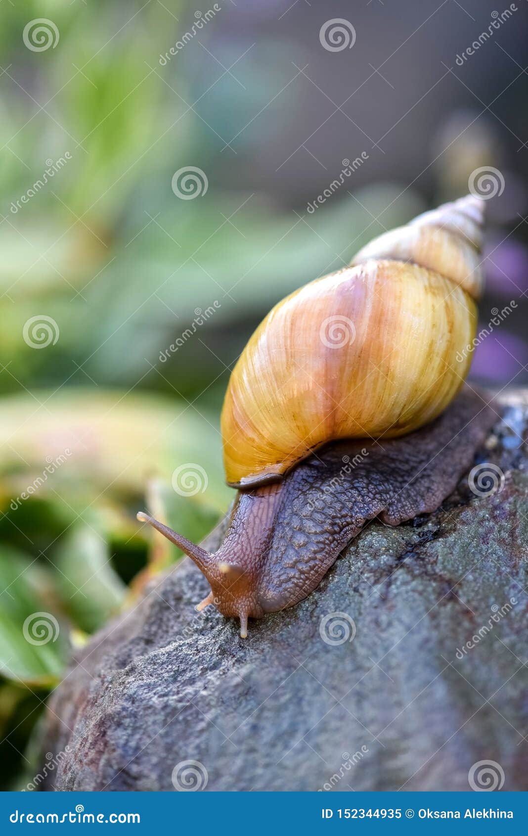 Big Achatina Snail Crawling On The Stone Stock Image Image Of Macro