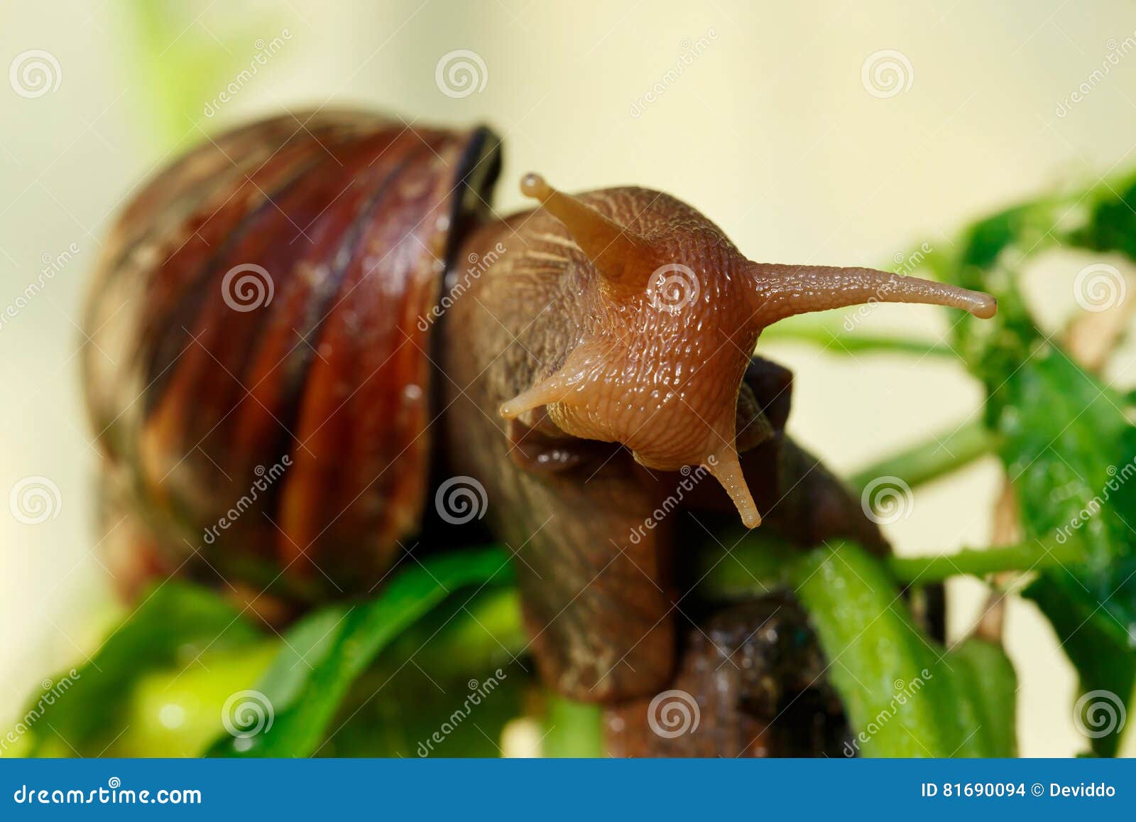 The big Achatina snail stock photo. Image of achatina - 81690094