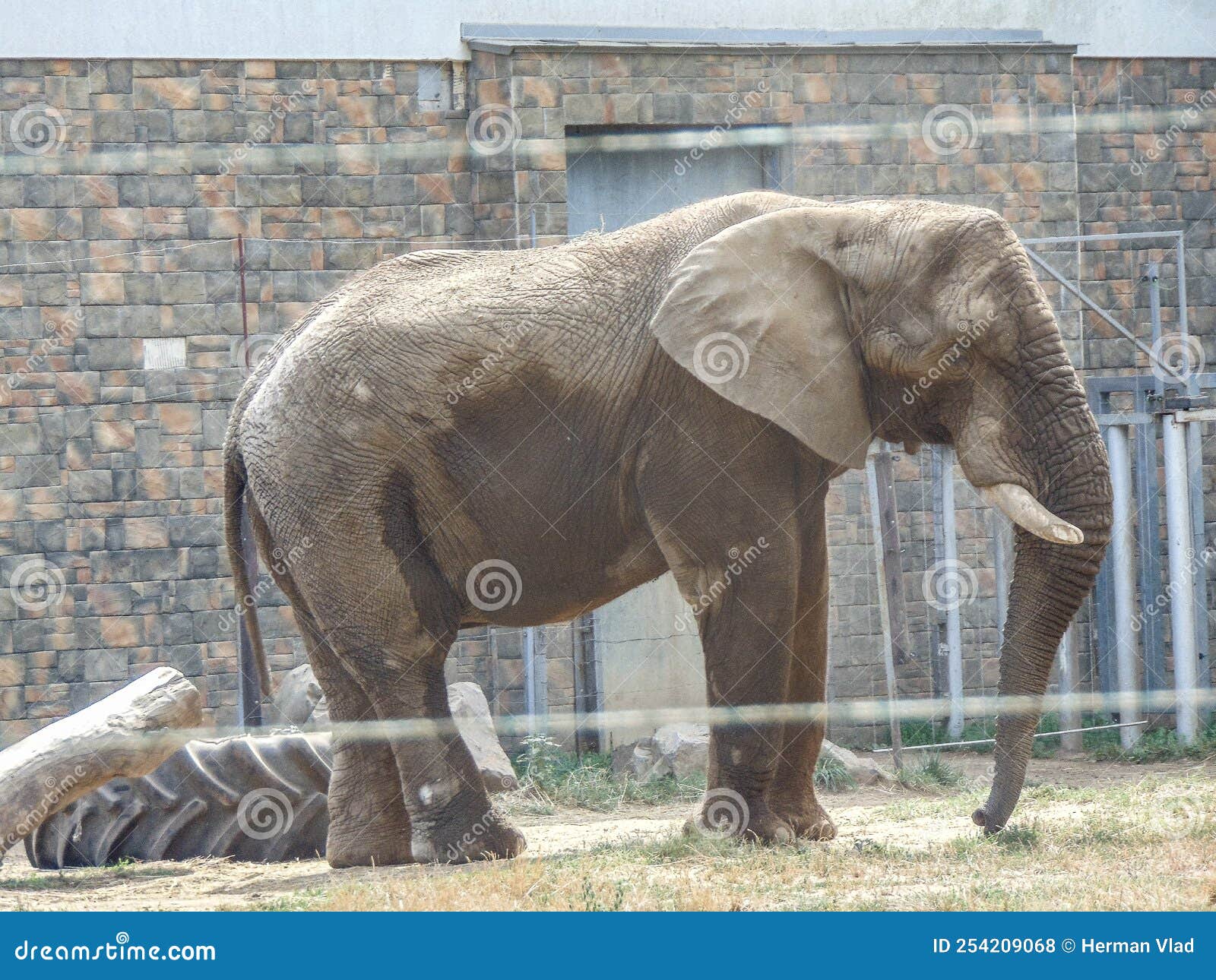 A Big African Elephant at Zoo. Elephant in the Summer Stock Photo ...