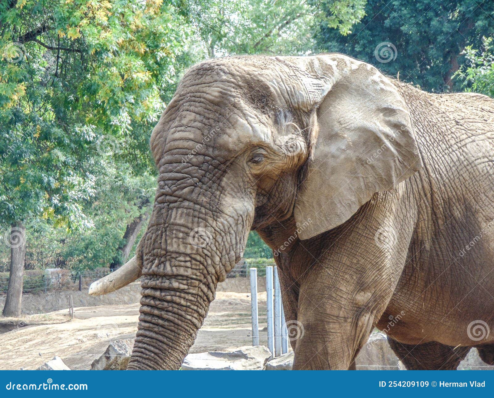 A Big African Elephant at Zoo. Elephant in the Summer Stock Image ...