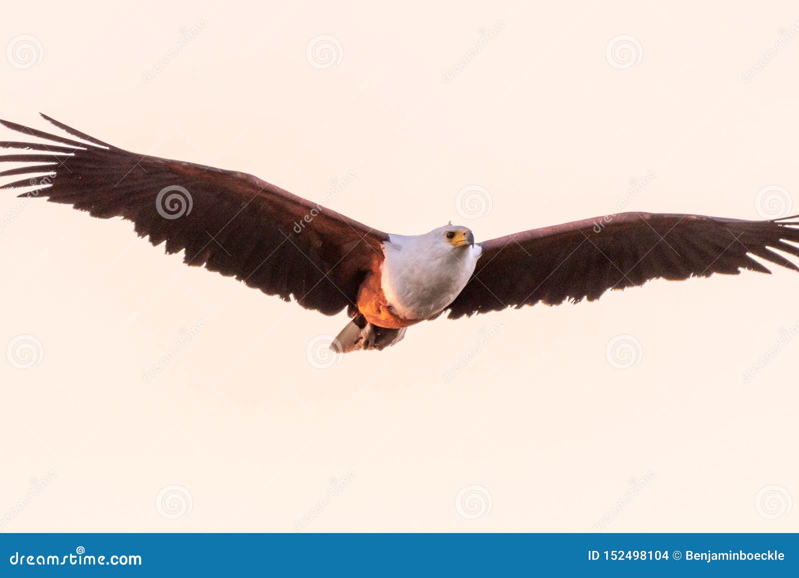 Big African Fish Eagle in the Okawango Delta of Botswana Stock Photo ...