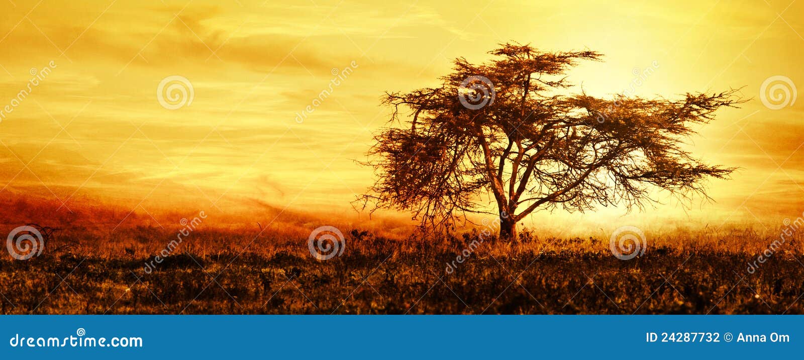 Big African Tree Silhouette Over Sunset Stock Photo - Image of nature ...
