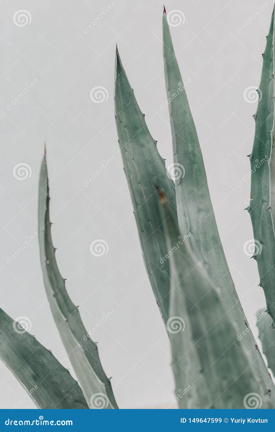 Big Agave Plant Leaves Green White Background Stock Image - Image of ...