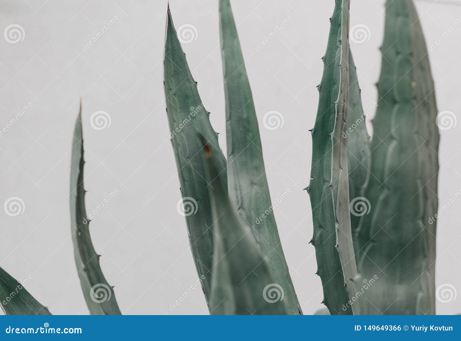 Big Agave Plant Leaves Green White Background Stock Photo - Image of ...