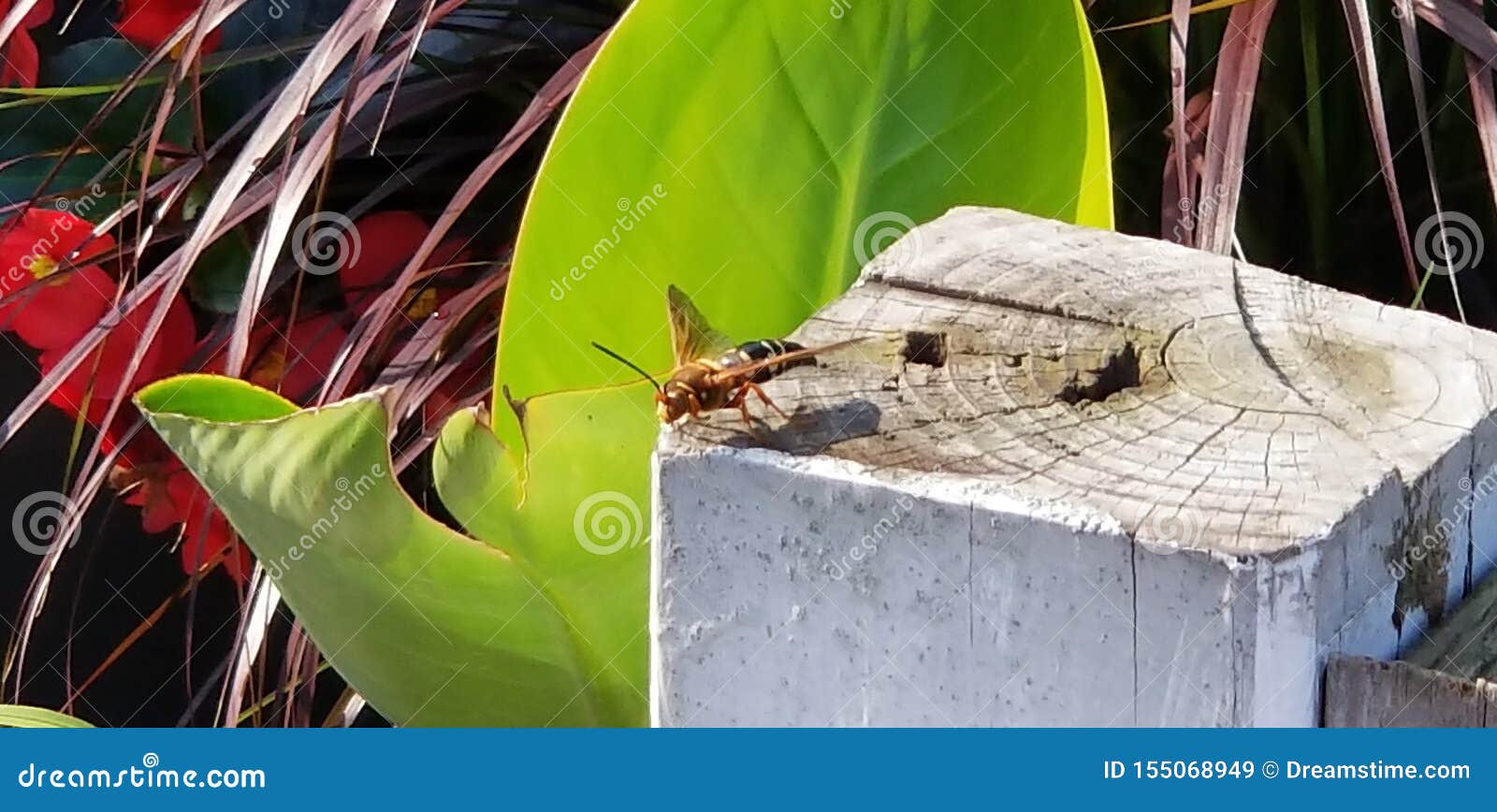 Big aggressive Scary wasp stock image. Image of aggressive - 155068949
