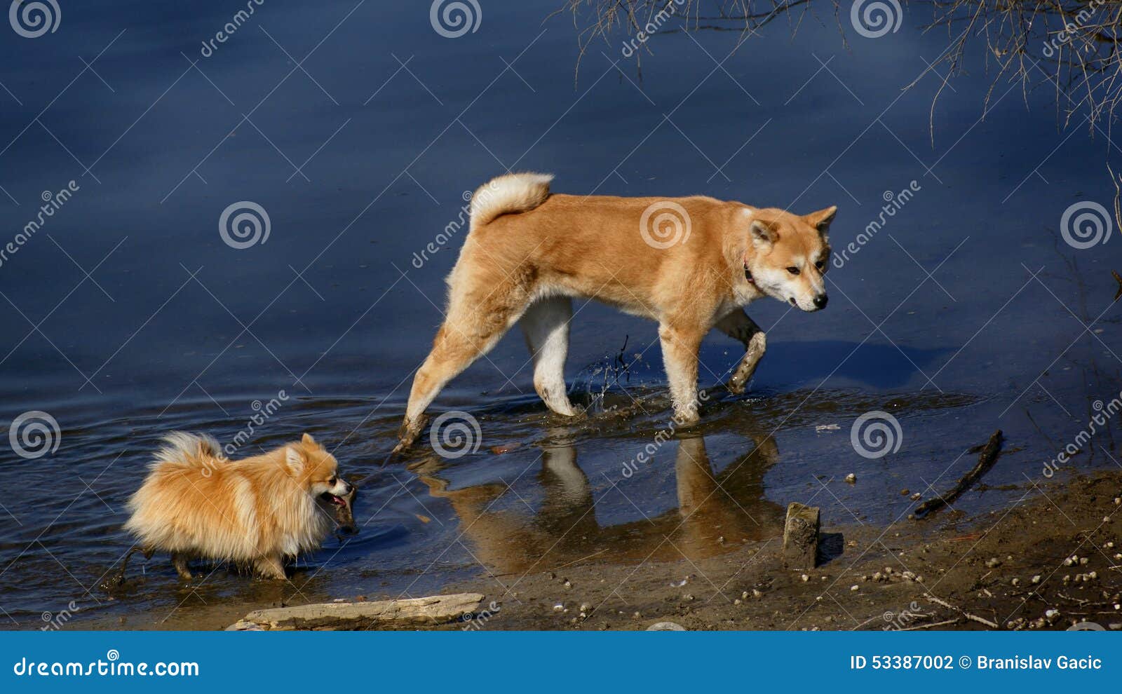 Big Akita and Small Spitz Walking on the River Stock Photo - Image of ...