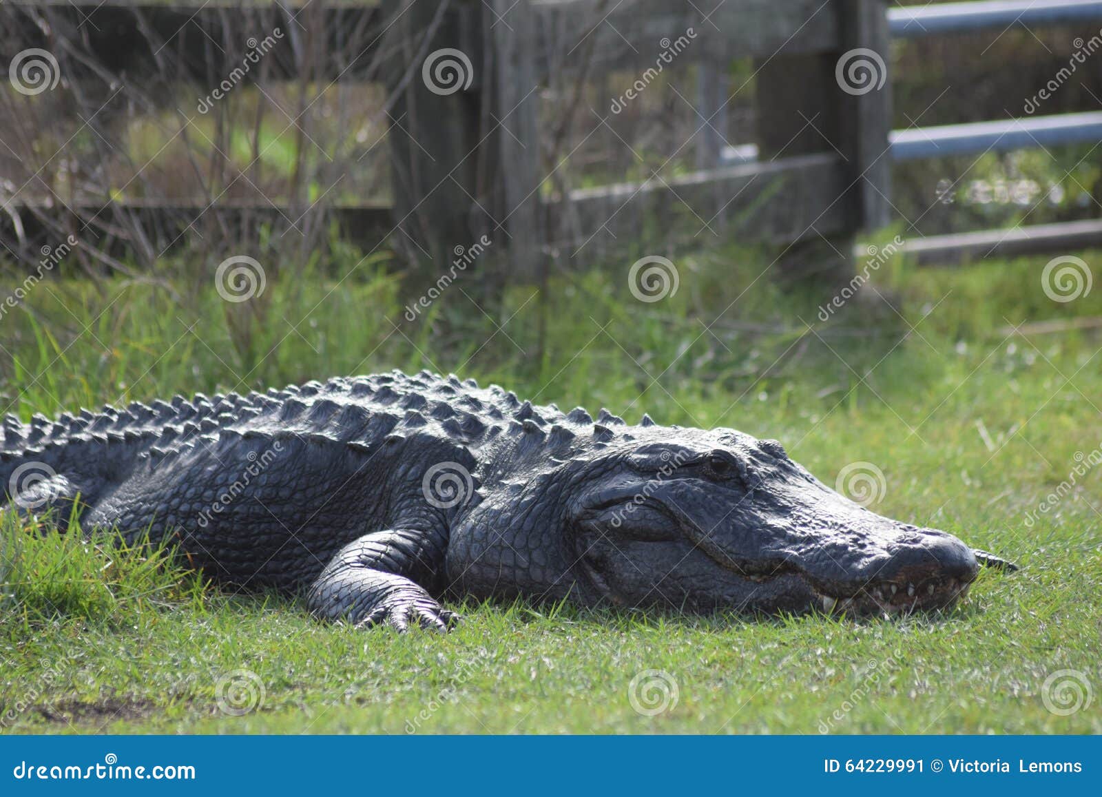 3,844 Big Reptiles Stock Photos - Free & Royalty-Free Stock Photos from ...
