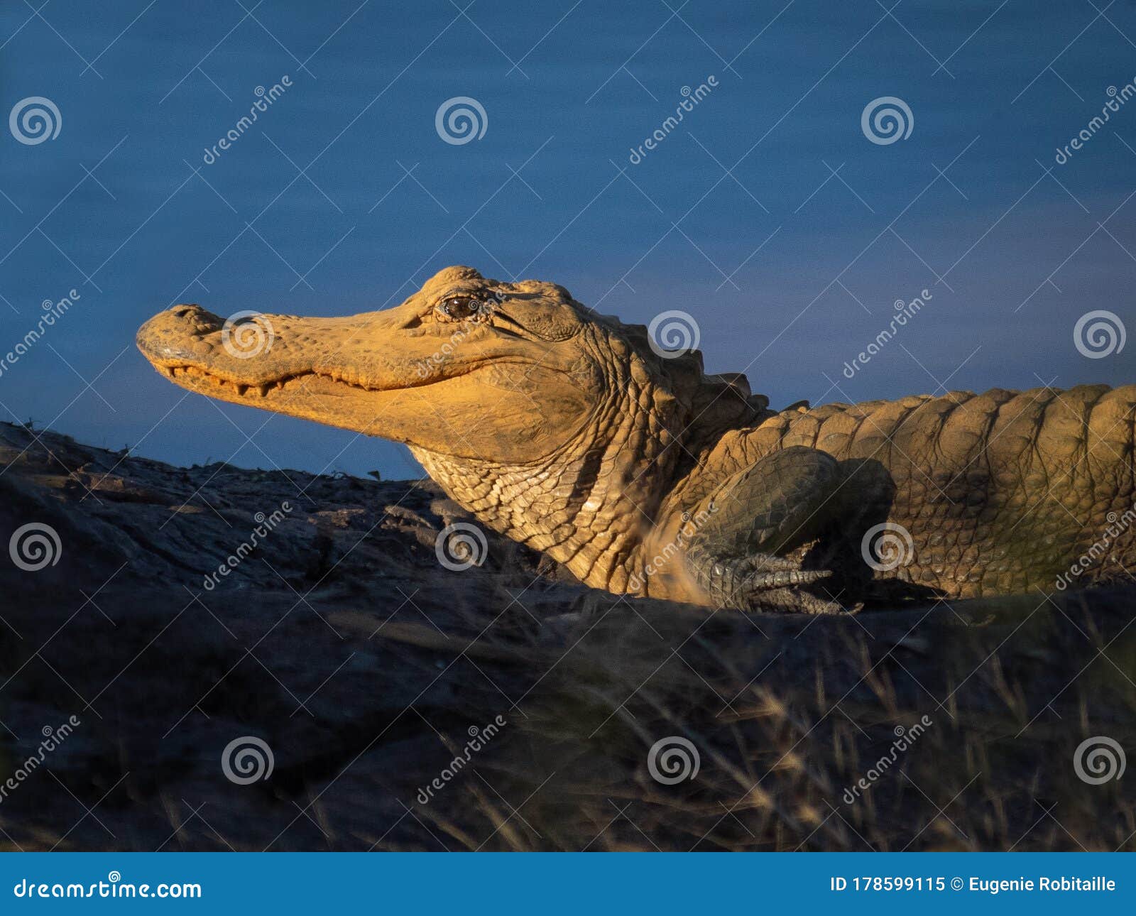 Big alligator on ground stock image. Image of park, reptile - 178599115