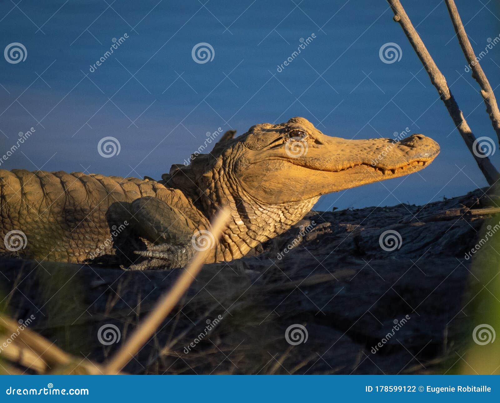 Big alligator on ground stock photo. Image of outdoors - 178599122