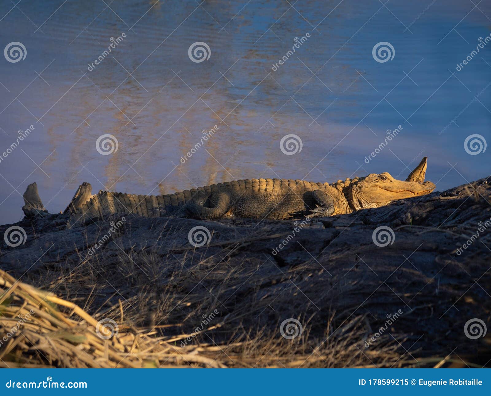 Big alligator on ground stock image. Image of wildlife - 178599215
