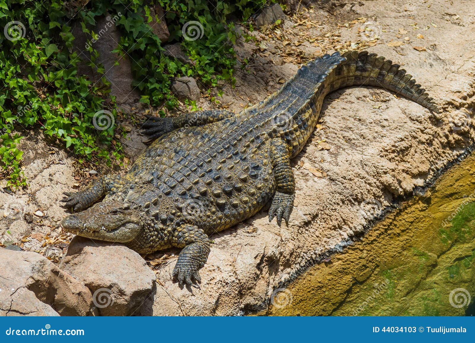 Big alligator stock image. Image of dangerous, park, crocodile - 44034103